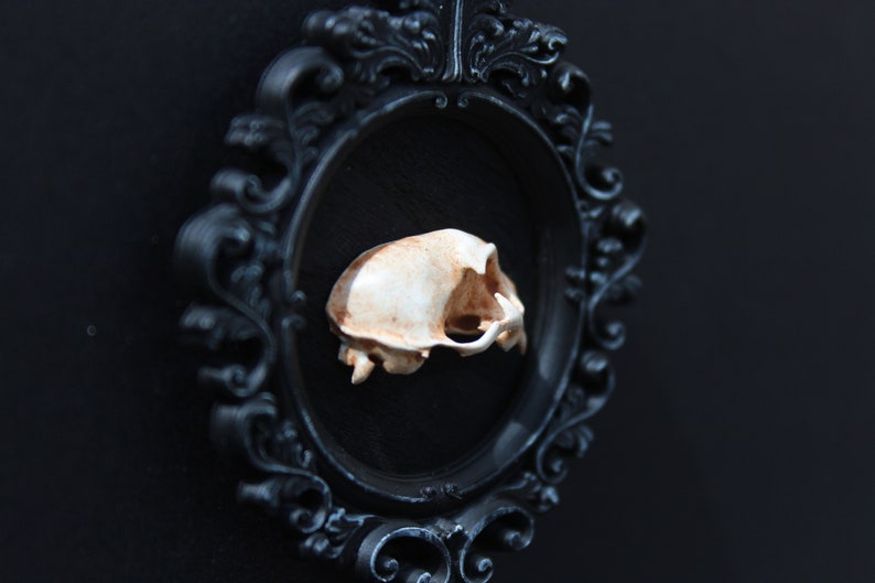 Miniature Cat Skull 1 Resin Replica in Gothic Frame - Etsy
