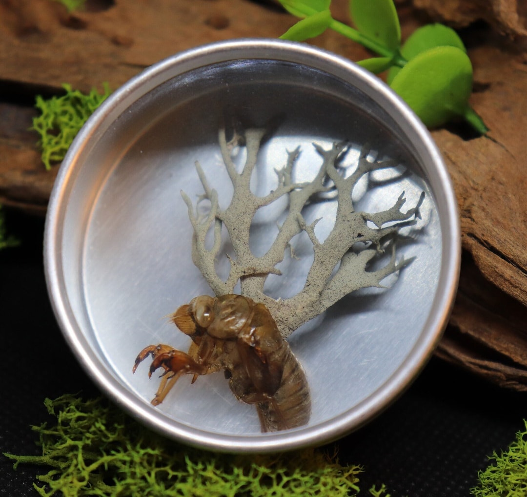 Stylized Zombie Mushrooms Parasitic Cordyceps Fungus on Cicada in Tin ...