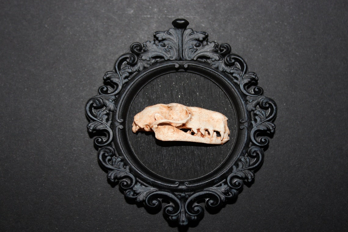 Miniature Bat Skull Resin Replica in Gothic Frame Oddity 3D | Etsy