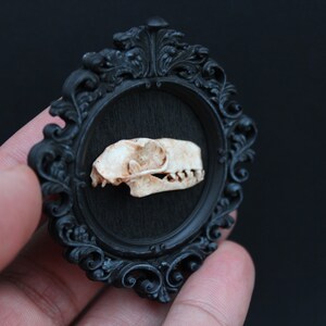 Miniature Bat Skull Resin Replica in Gothic Frame Oddity 3D Printed ...