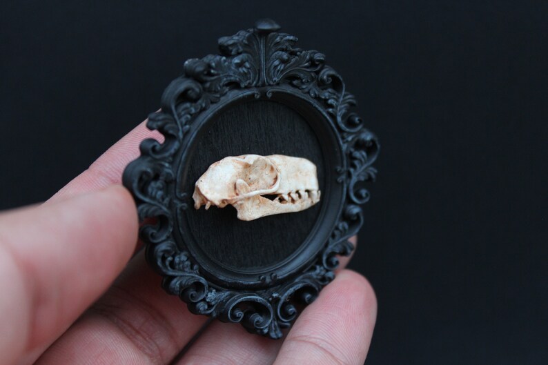 Miniature Bat Skull Resin Replica in Gothic Frame Oddity 3D | Etsy