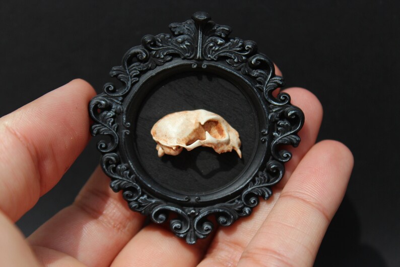 Miniature Cat Skull 1 Resin Replica in Gothic Frame - Etsy