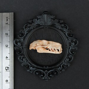 Miniature Bat Skull Resin Replica in Gothic Frame Oddity 3D Printed ...