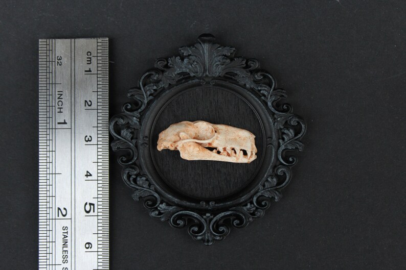 Miniature Bat Skull Resin Replica in Gothic Frame Oddity 3D | Etsy