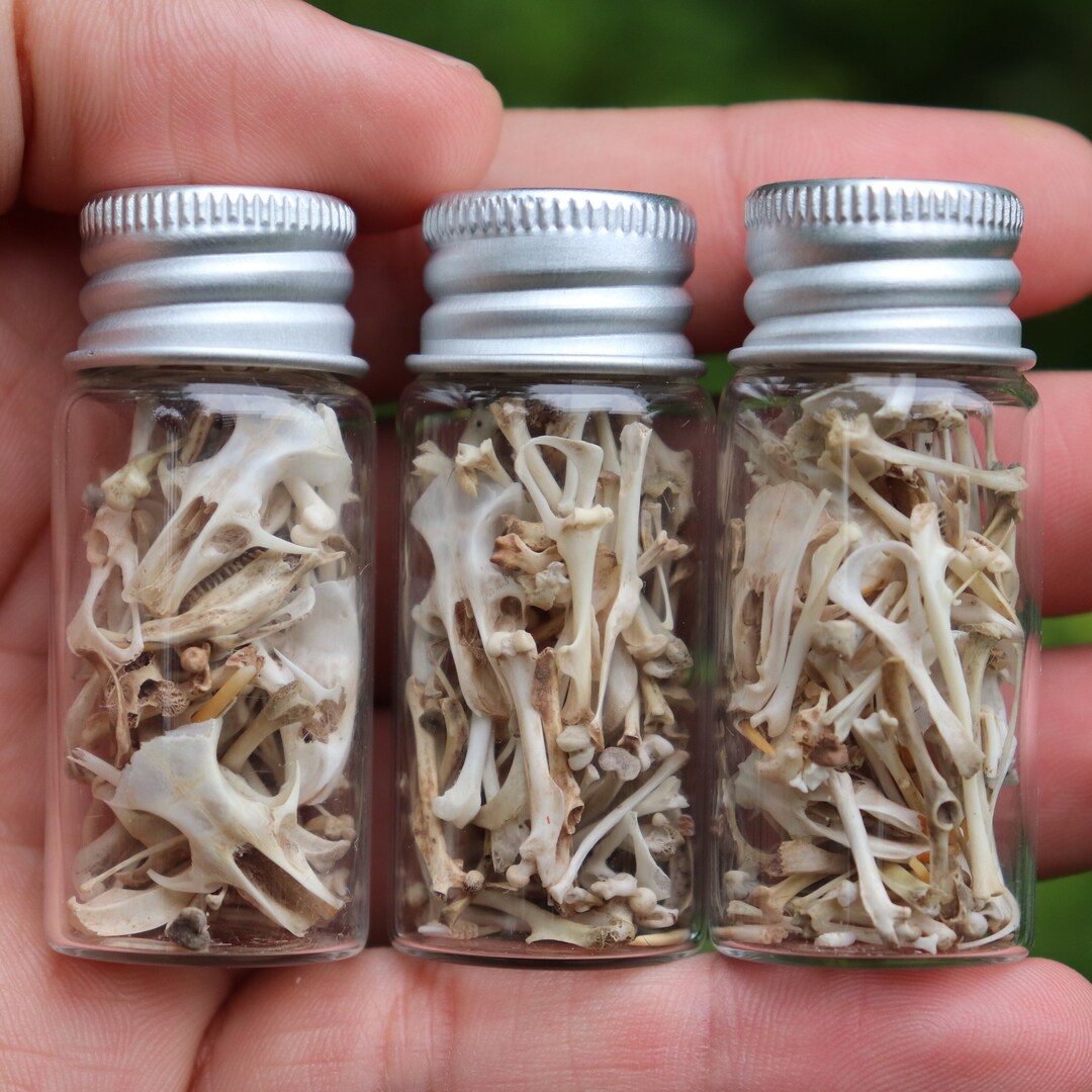 Gothic Curio Vial of Real Mouse / Rat Bones & Skulls | Miniature Glass ...