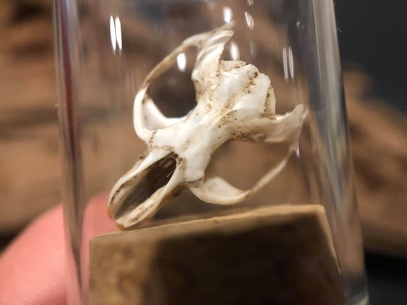 Mouse Skull Anatomy