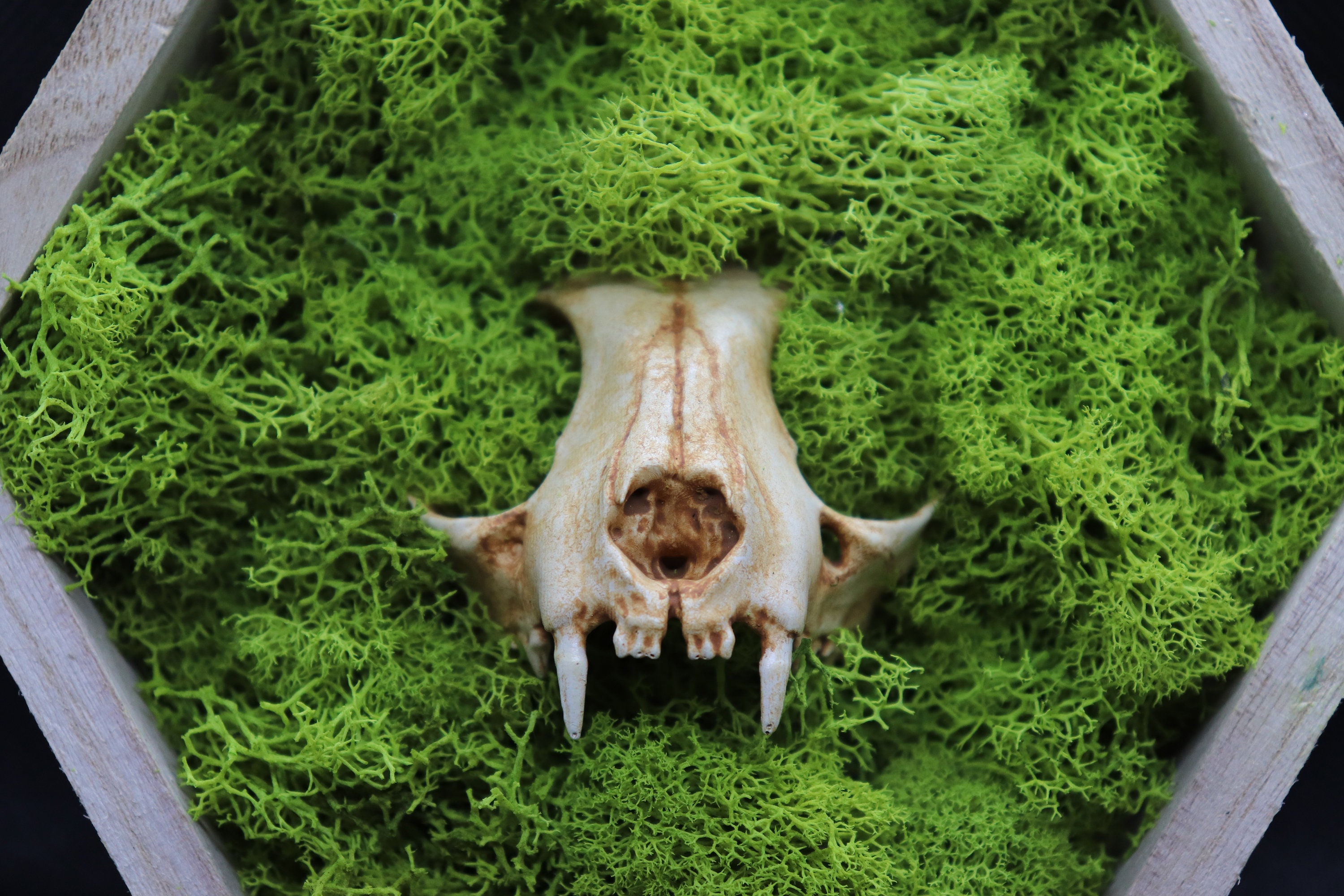 Faux Cat Skull Taxidermy Oddity 3D Printed Bones and Moss | Etsy