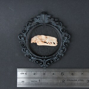 Miniature Bat Skull Resin Replica in Gothic Frame Oddity 3D Printed ...