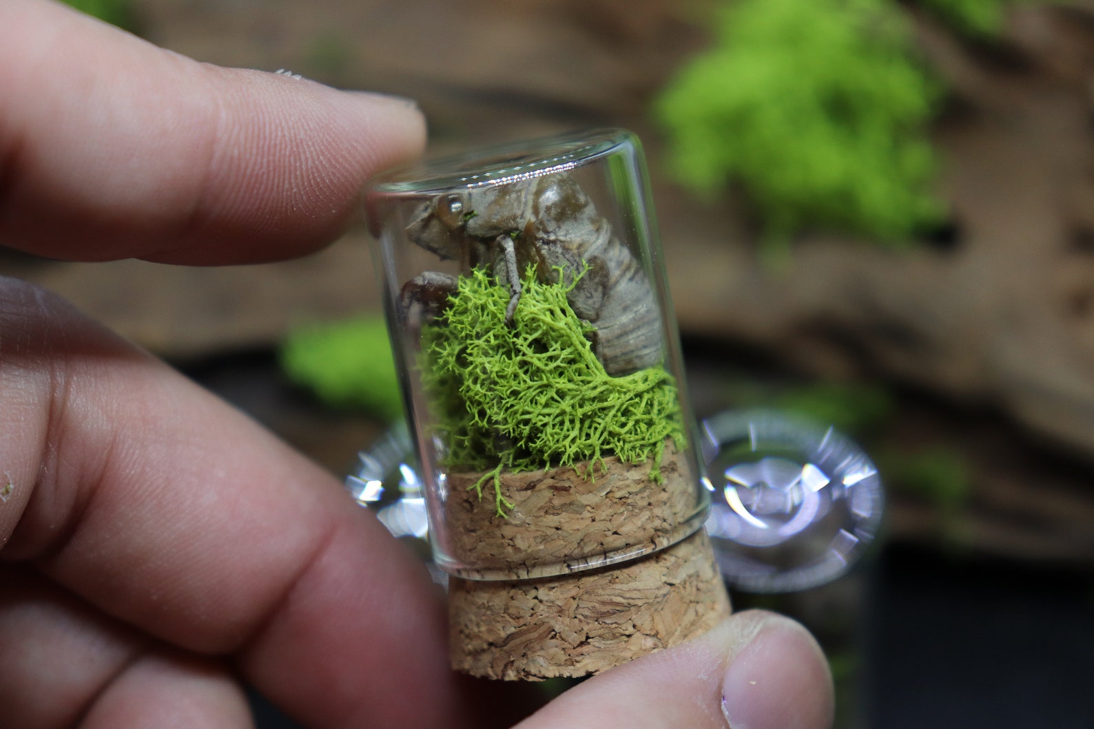 Cicada Insect Exoskeleton With Moss in Glass Jar / Vial / - Etsy