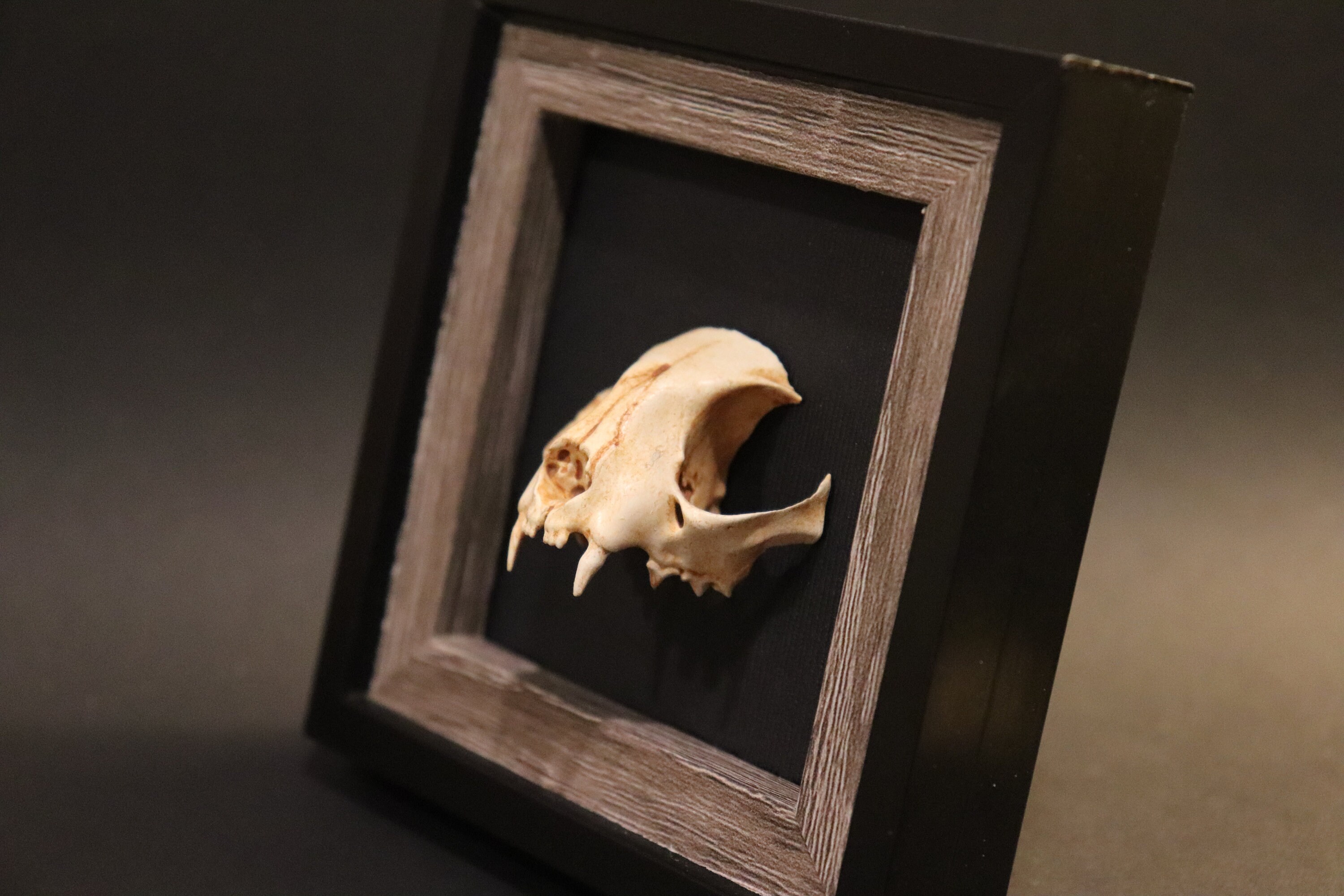 Faux Cat Skull Taxidermy Oddity 3D Printed Bones Mounted - Etsy
