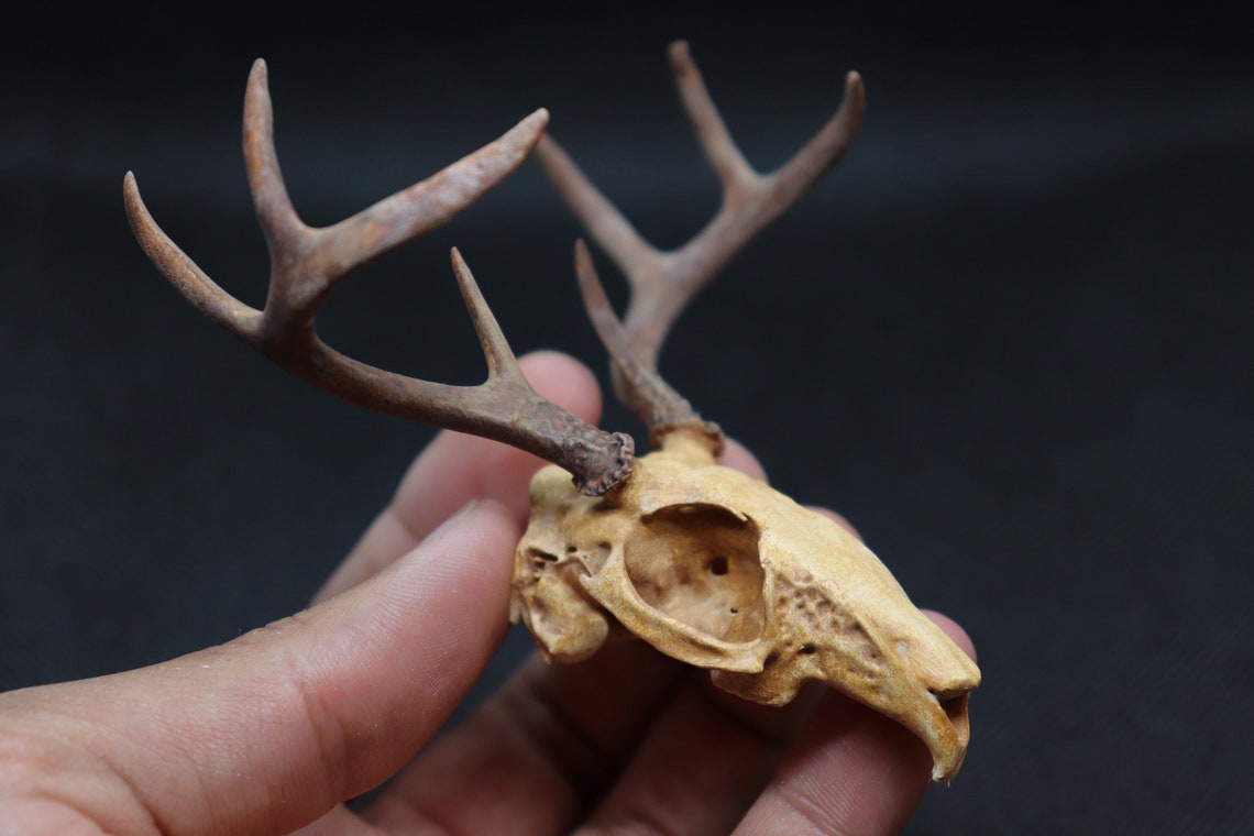 Jackalope Skull Replica Rabbit Antelope Hybrid Anatomy Curio - Etsy