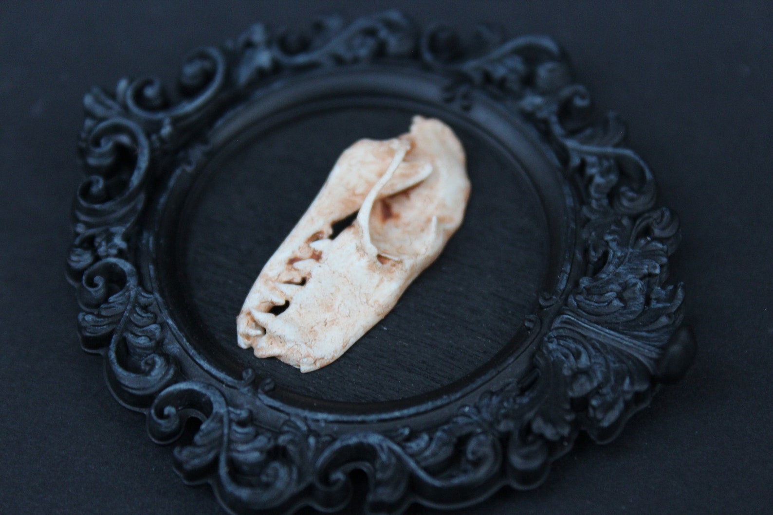 Miniature Bat Skull Resin Replica in Gothic Frame Oddity 3D | Etsy