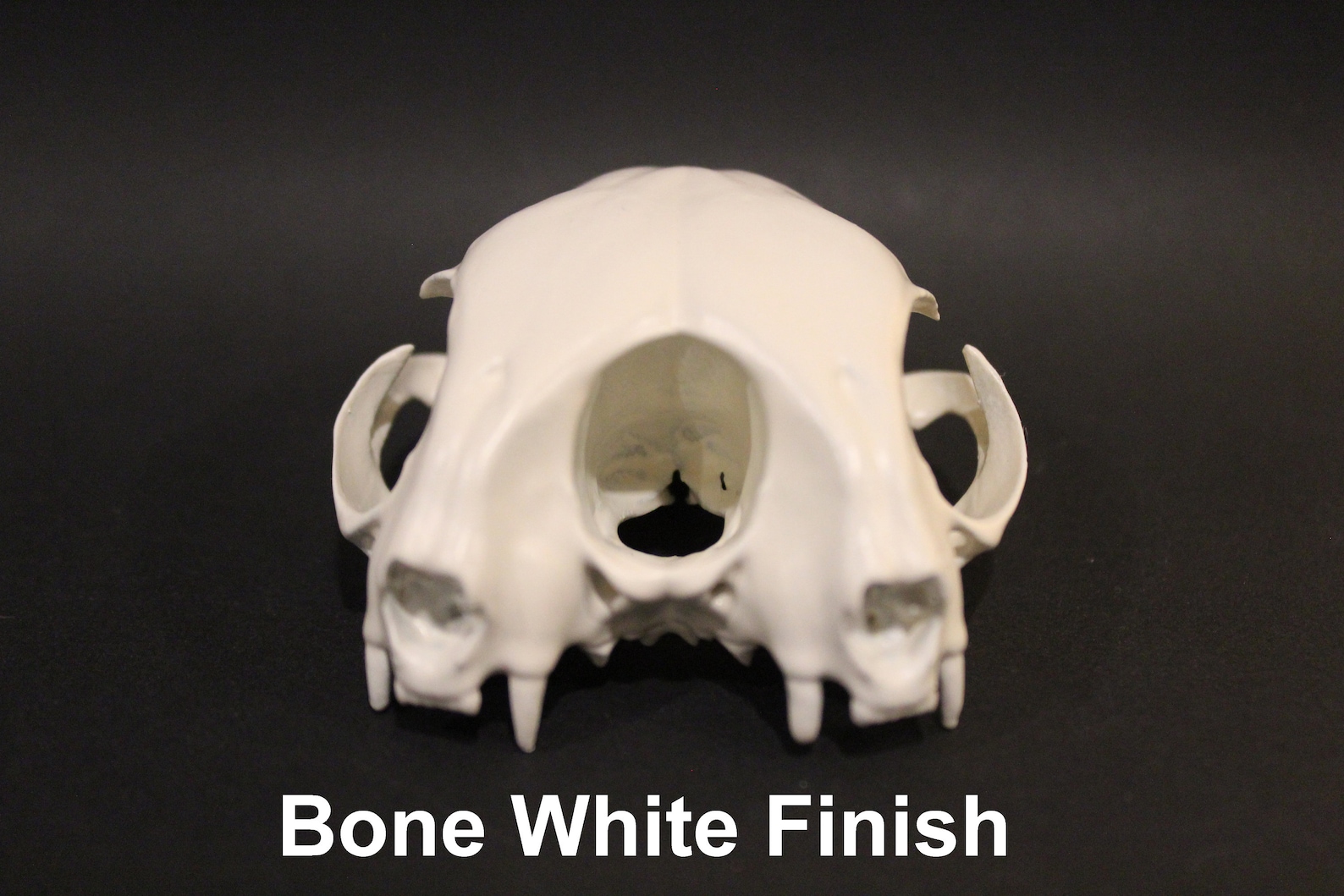 Conjoined Cat Skull Replica Oddity 2:3 Scale Feline - Etsy