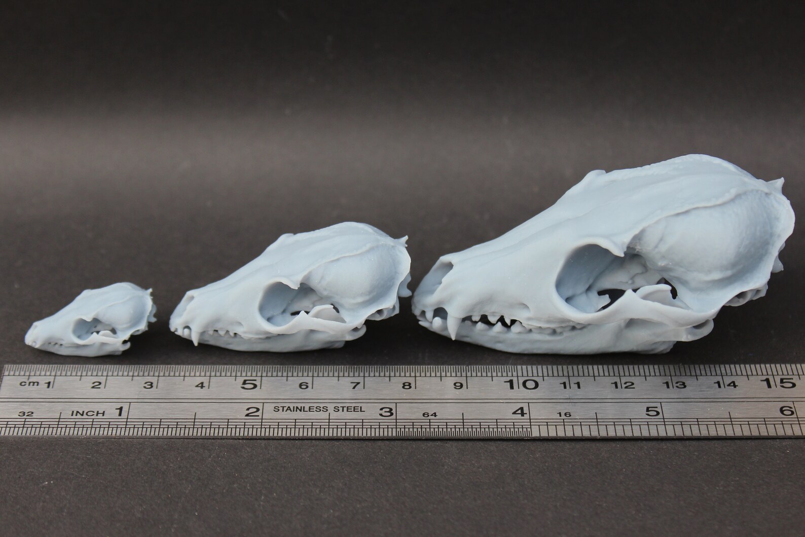 Miniature Fox Skull Replica Oddity Vulpine Anatomy Curio - Etsy