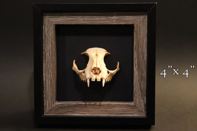Faux Cat Skull Taxidermy Oddity 3D Printed Bones Mounted - Etsy