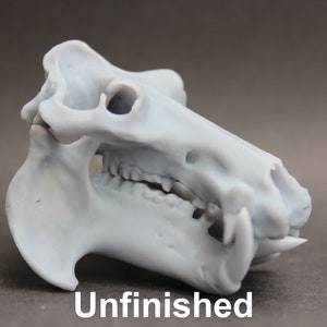 Hippo Skull Miniature Replica Hippopotamus Anatomy Curio 3D Printed ...