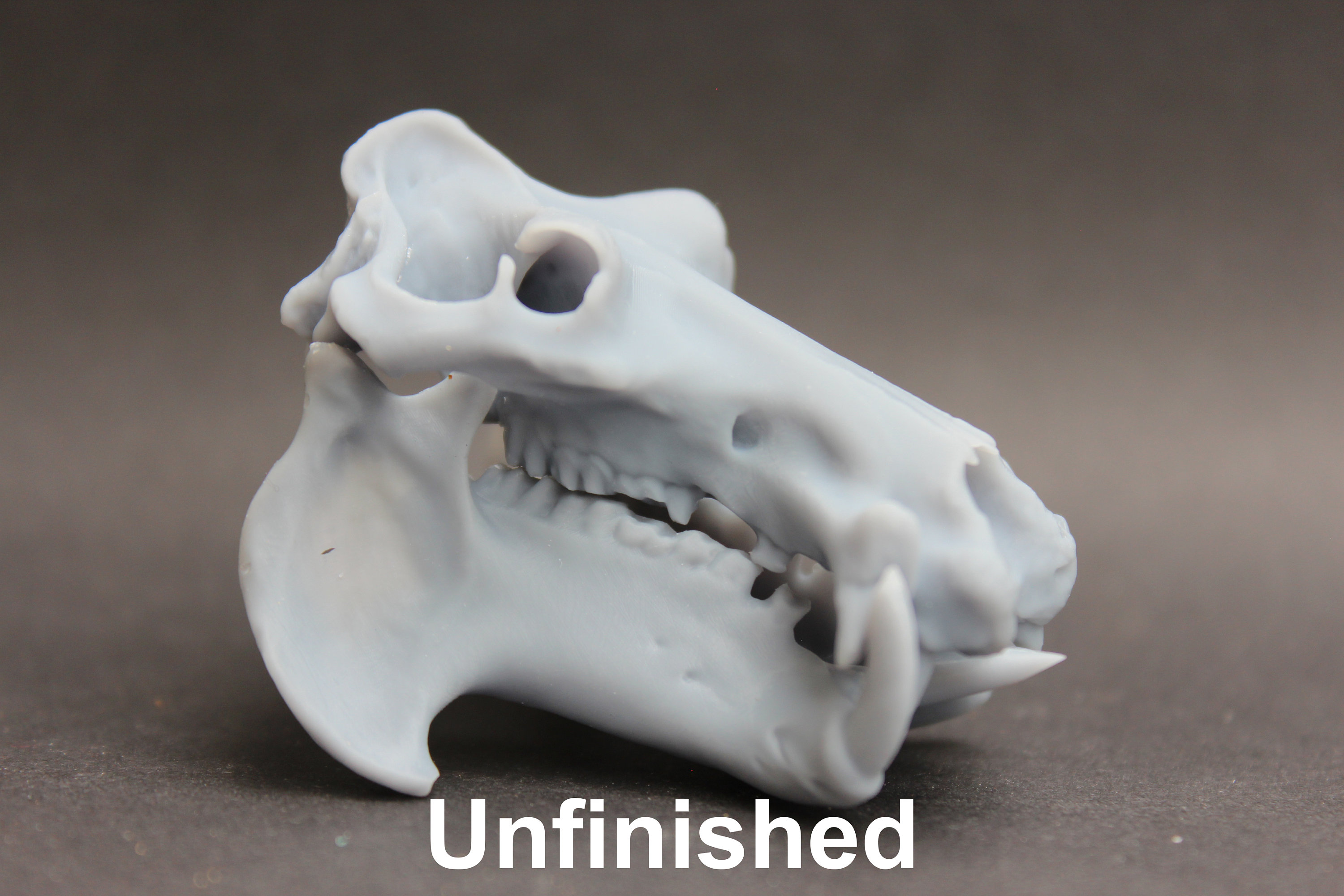 Hippo Skull Miniature Replica Hippopotamus Anatomy Curio | Etsy