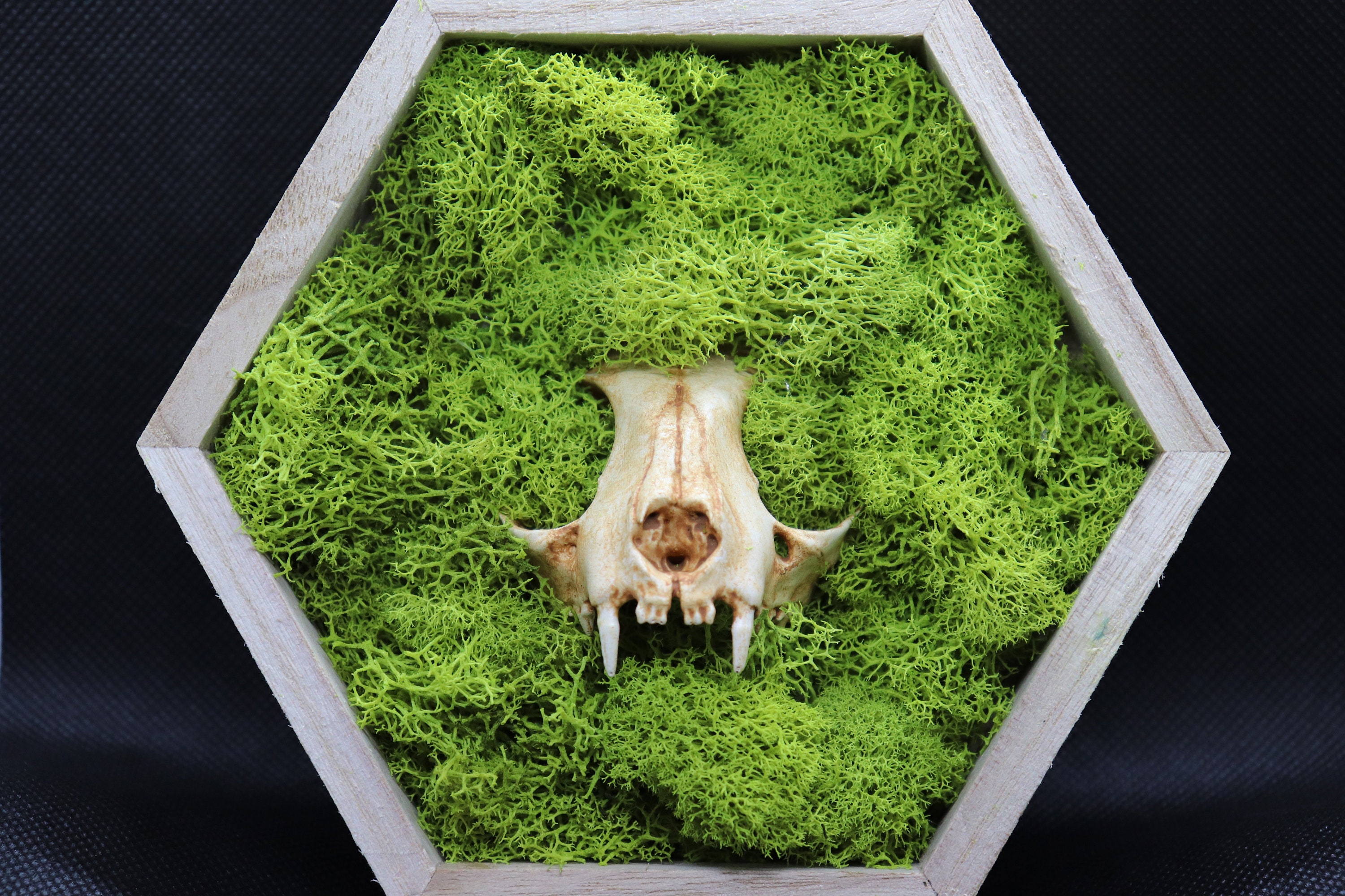 Faux Cat Skull Taxidermy Oddity 3D Printed Bones and Moss | Etsy