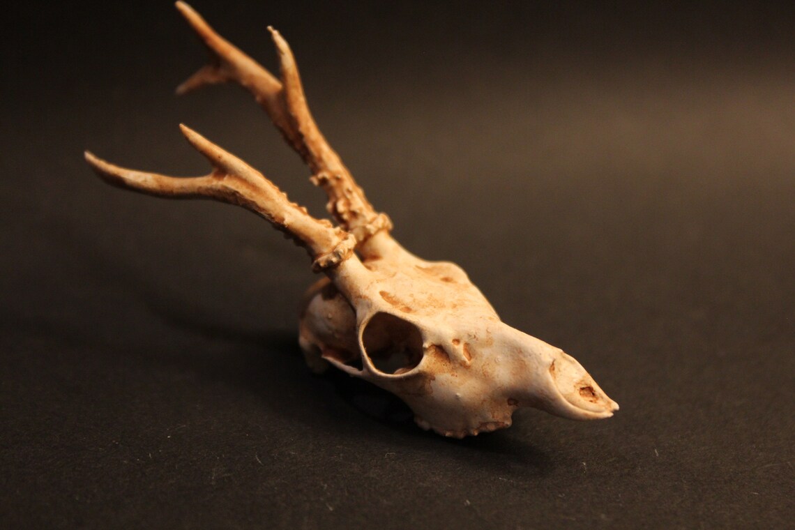 Miniature Deer Skull Replica Oddity Cervine Anatomy Curio | Etsy