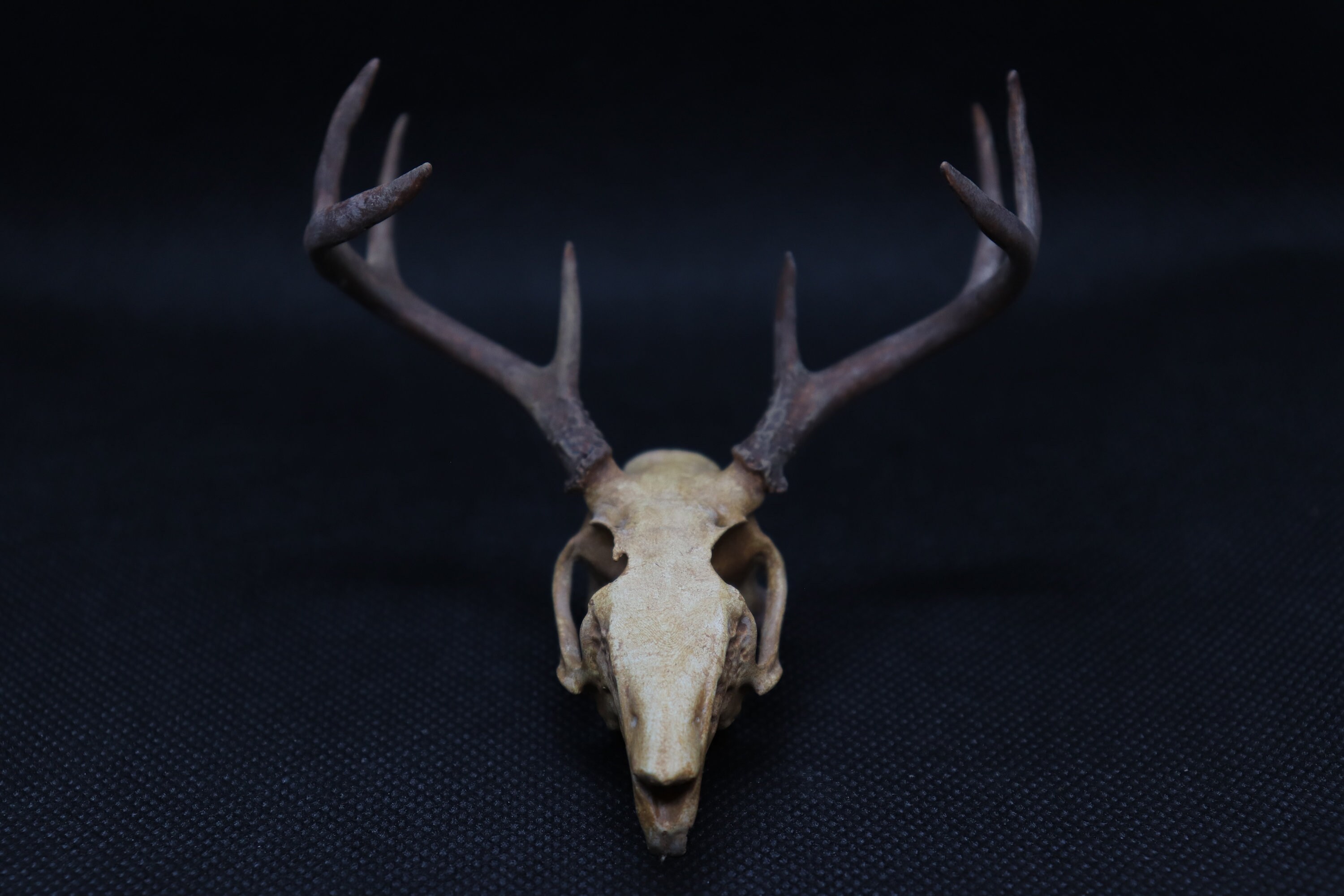 Jackalope Skull Replica Rabbit Antelope Hybrid Anatomy Curio - Etsy