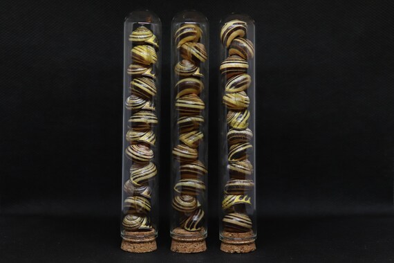 Wild Garden Snail Shells in Glass Test Tube Natural - Etsy