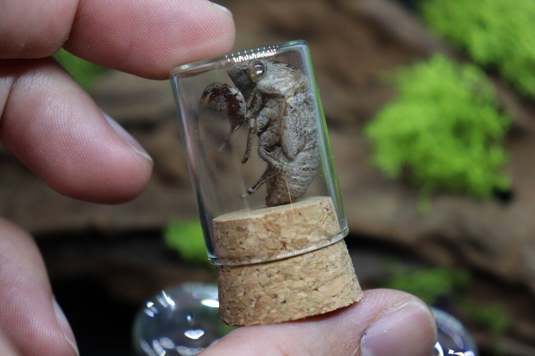 Cicada Insect Exoskeleton With Moss in Glass Jar / Vial / Terrarium ...