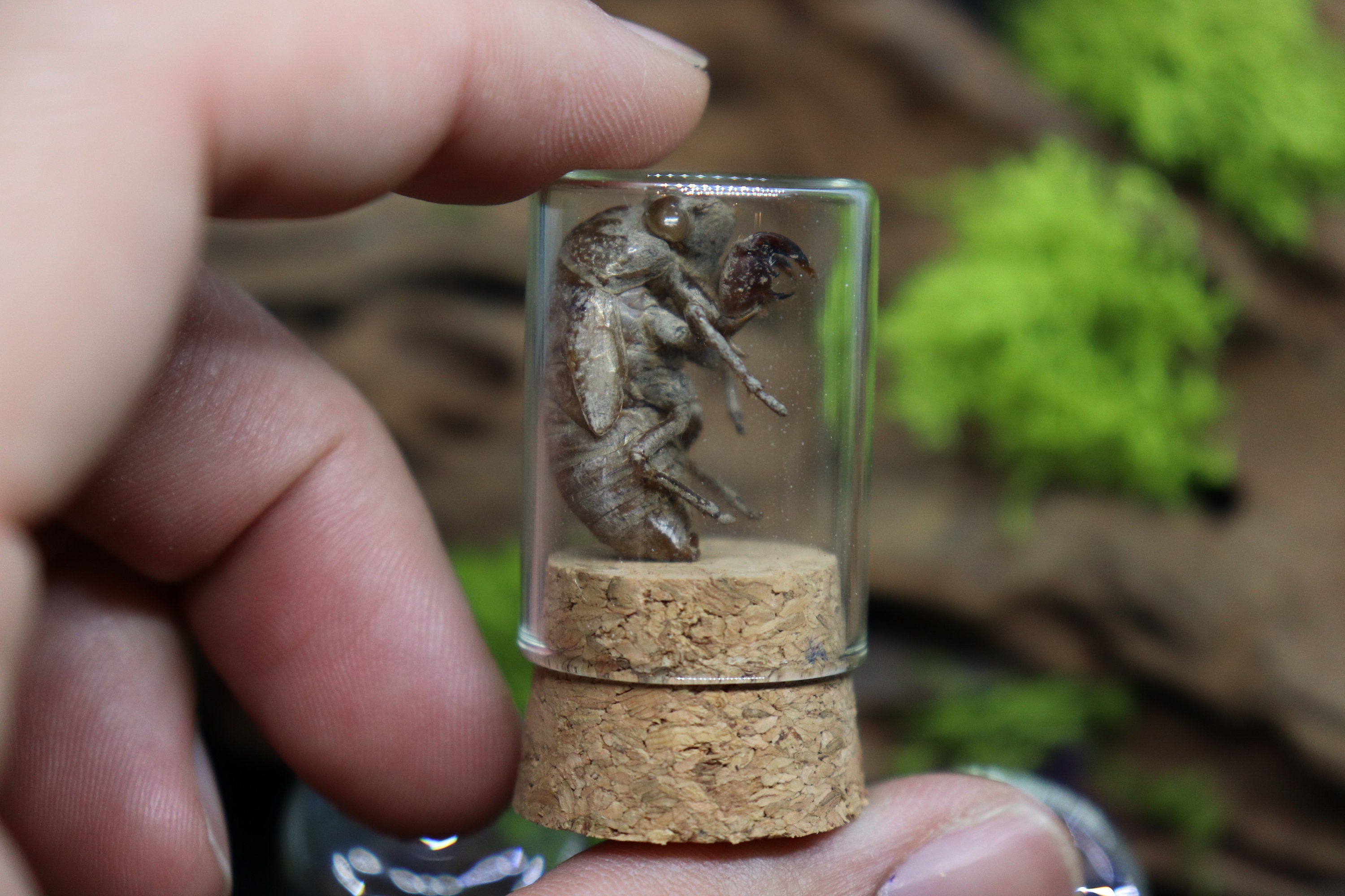 Cicada Insect Exoskeleton With Moss in Glass Jar / Vial / | Etsy Canada