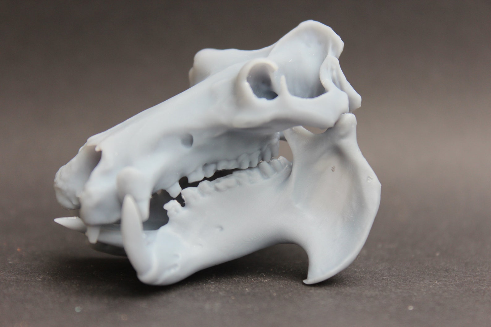 Hippo Skull Miniature Replica Hippopotamus Anatomy Curio | Etsy