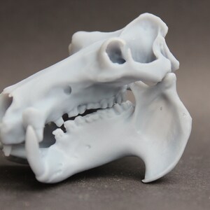 Hippo Skull Miniature Replica Hippopotamus Anatomy Curio 3D Printed ...
