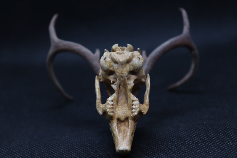 Jackalope Skull Replica Rabbit Antelope Hybrid Anatomy Curio - Etsy