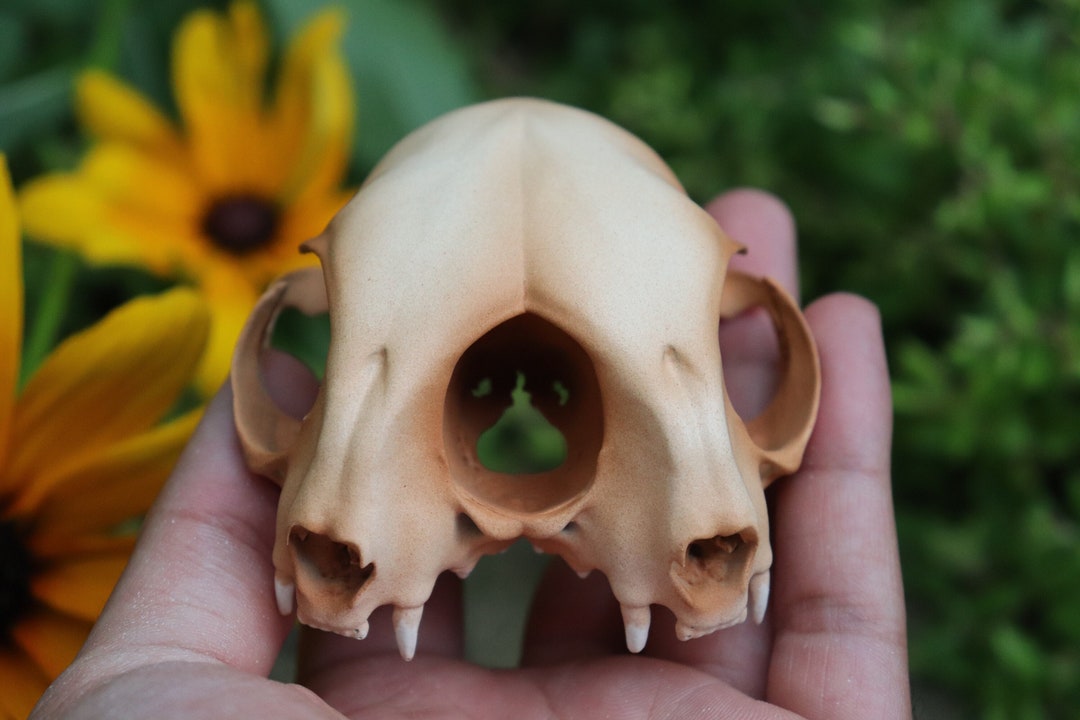 Conjoined Cat Skull Replica Oddity | 1:1 Full Scale Feline Anatomy ...