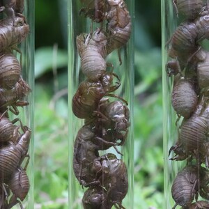 Cicada Insect Exoskeletons X10 in Glass Test Tube / Vial / Terrarium ...