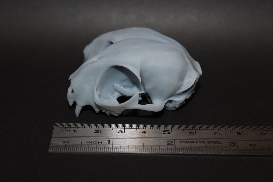 Conjoined Cat Skull Replica Oddity 2:3 Scale Feline - Etsy