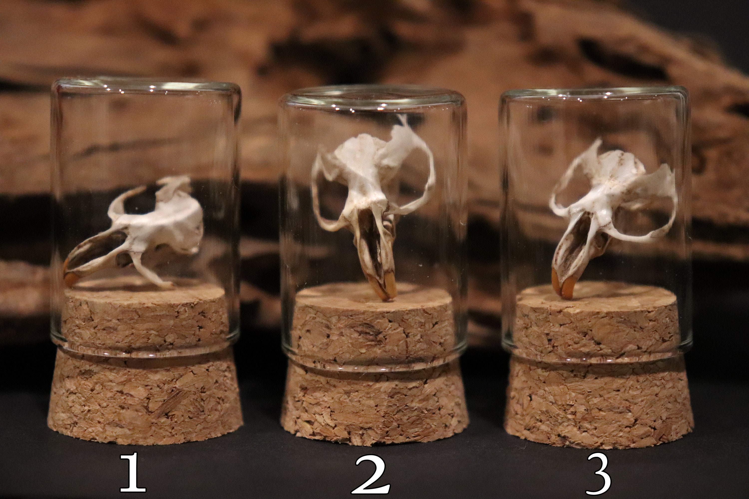 Real Mouse Skull / Bones in Glass Jar / Terrarium / Vial With - Etsy Canada