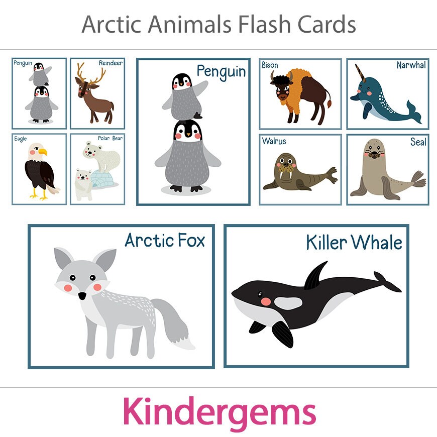 Arctic Animals Flash Cards Preschool Kindergarten | Etsy