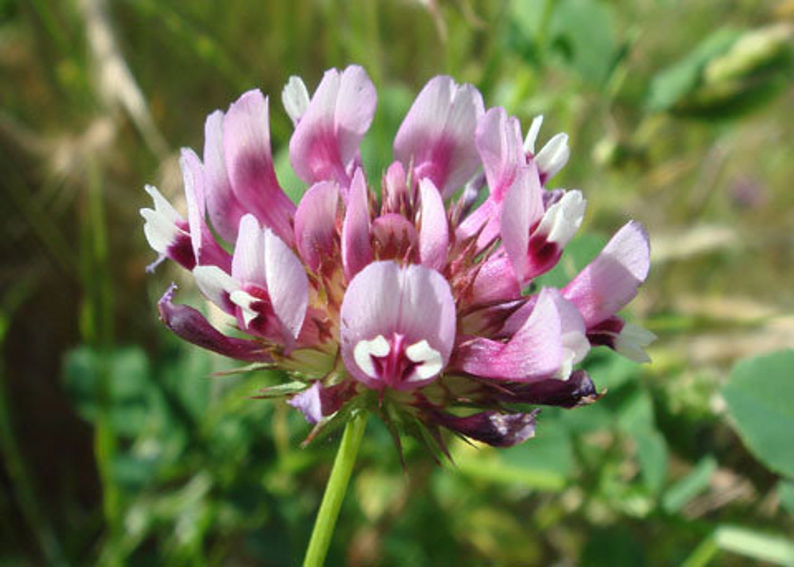 Tomcat Clover seeds Trifolium willdenovii native west | Etsy