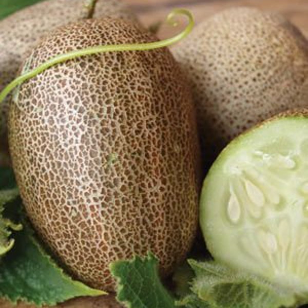 Indian Vegetable Seeds - Etsy