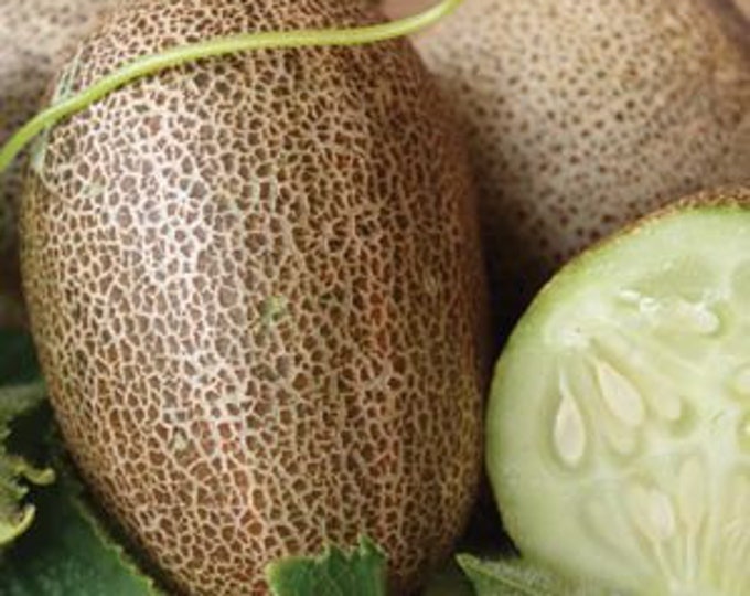 Little Potato Cucumber Aka Khira Balam Heirloom Vegetable Seeds for ...