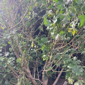 Malva Assurgentiflora Seeds Aka Island or Tree Mallow, Lavatera ...