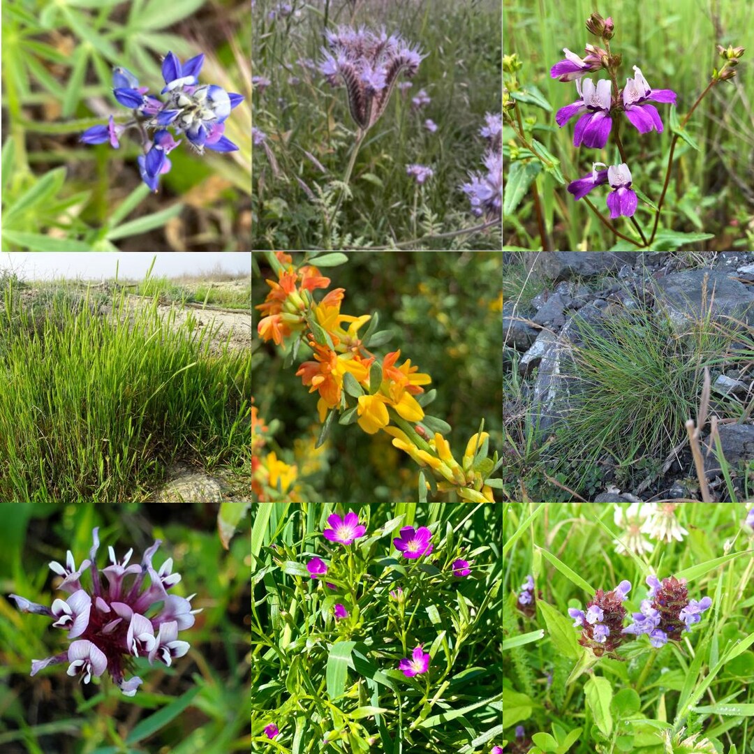 California Wildflower Seed Mix, Native Plants for Pollinators, Easy to ...