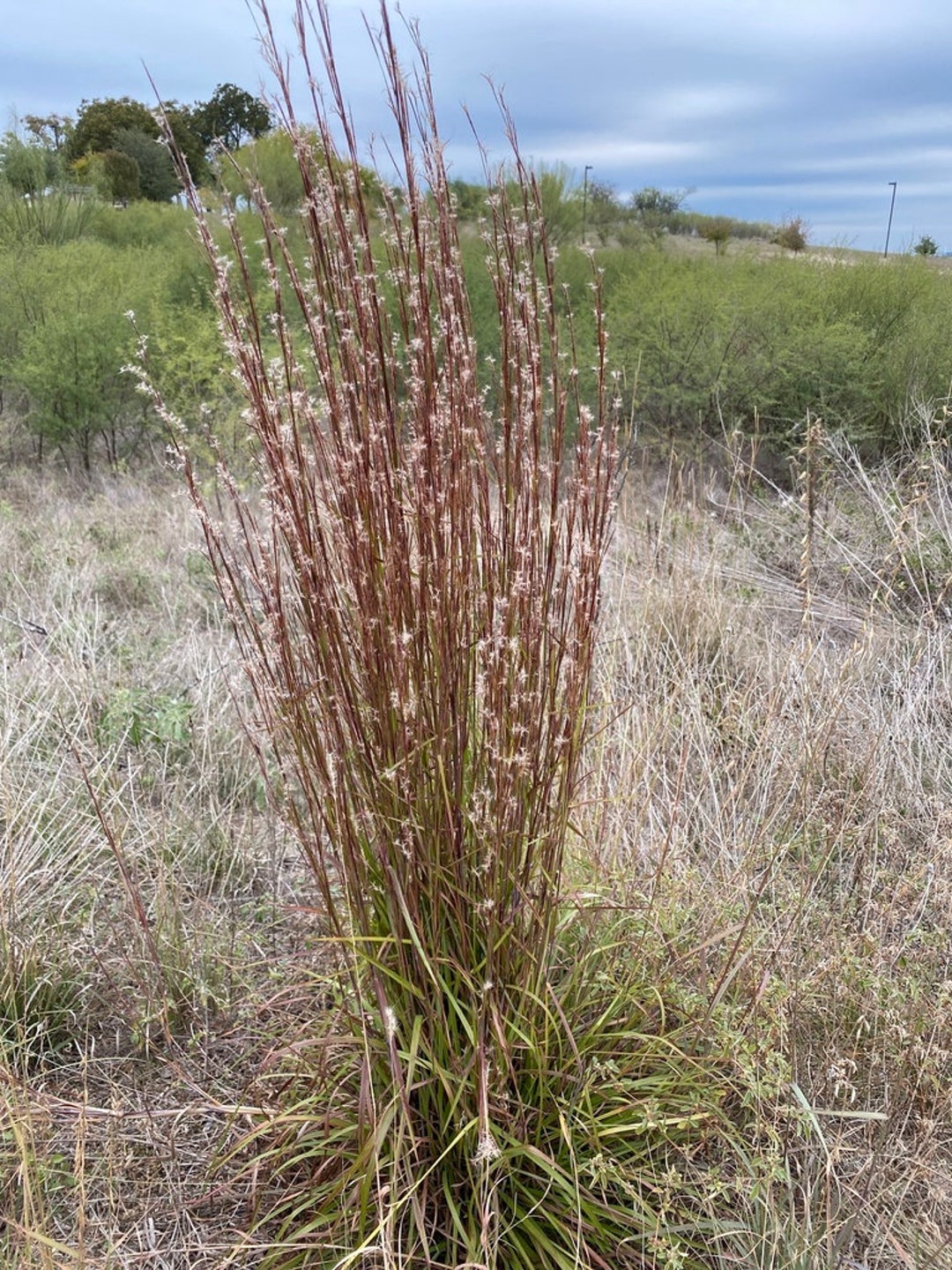 Little Bluestem Grass Schizachyrium Scoparium Native Prairie Grass Seed ...