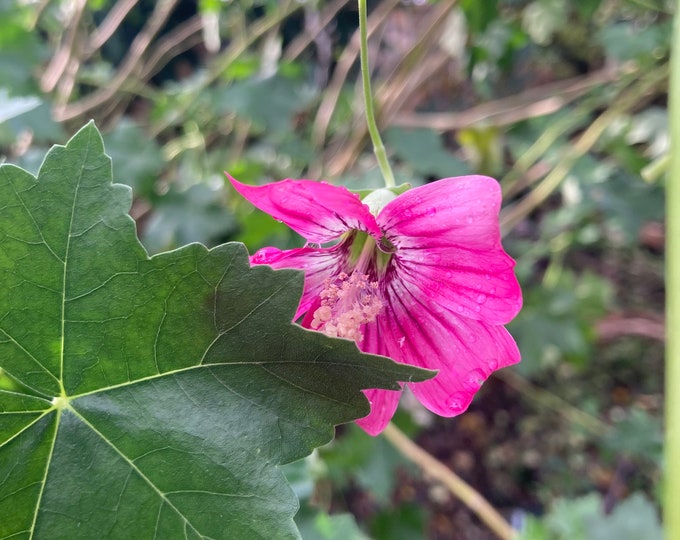 Malva Assurgentiflora Seeds Aka Island or Tree Mallow, Lavatera ...