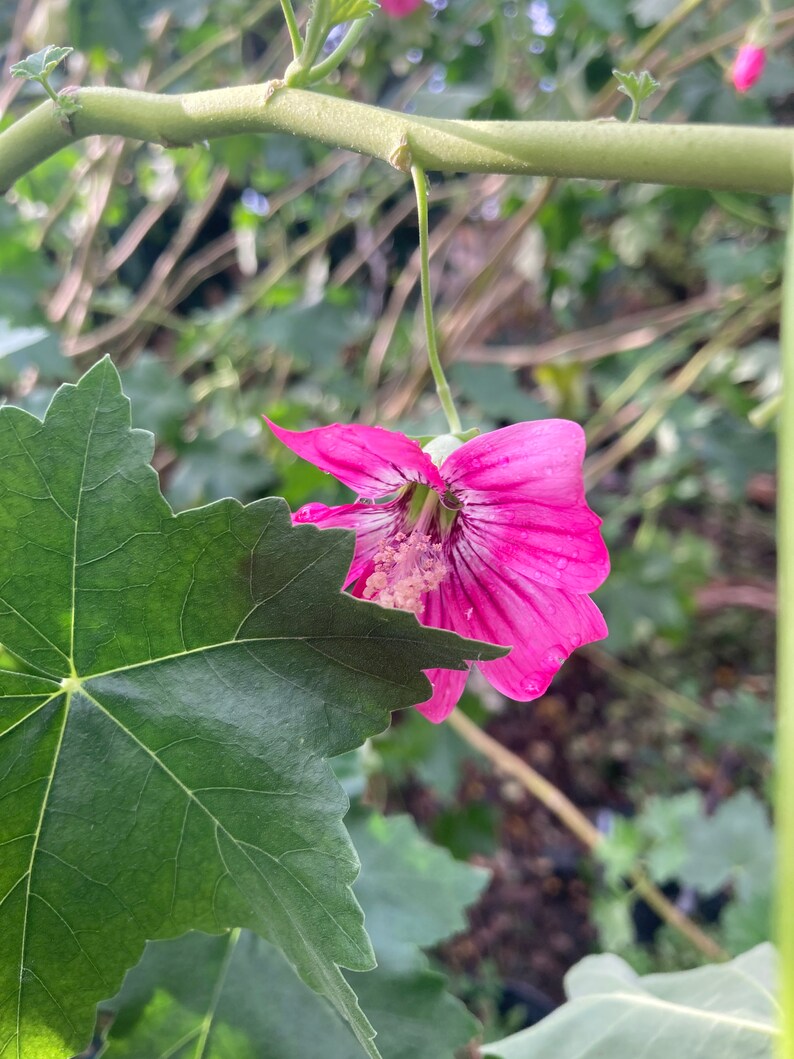 Malva Assurgentiflora Seeds Aka Island or Tree Mallow, Lavatera ...