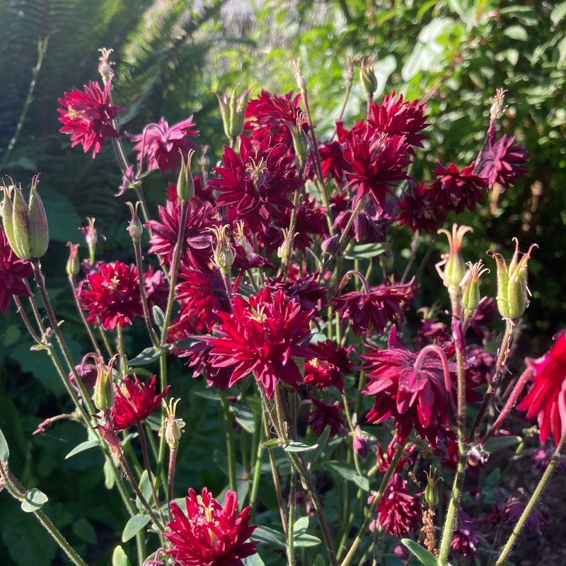 Flower Seeds - Etsy