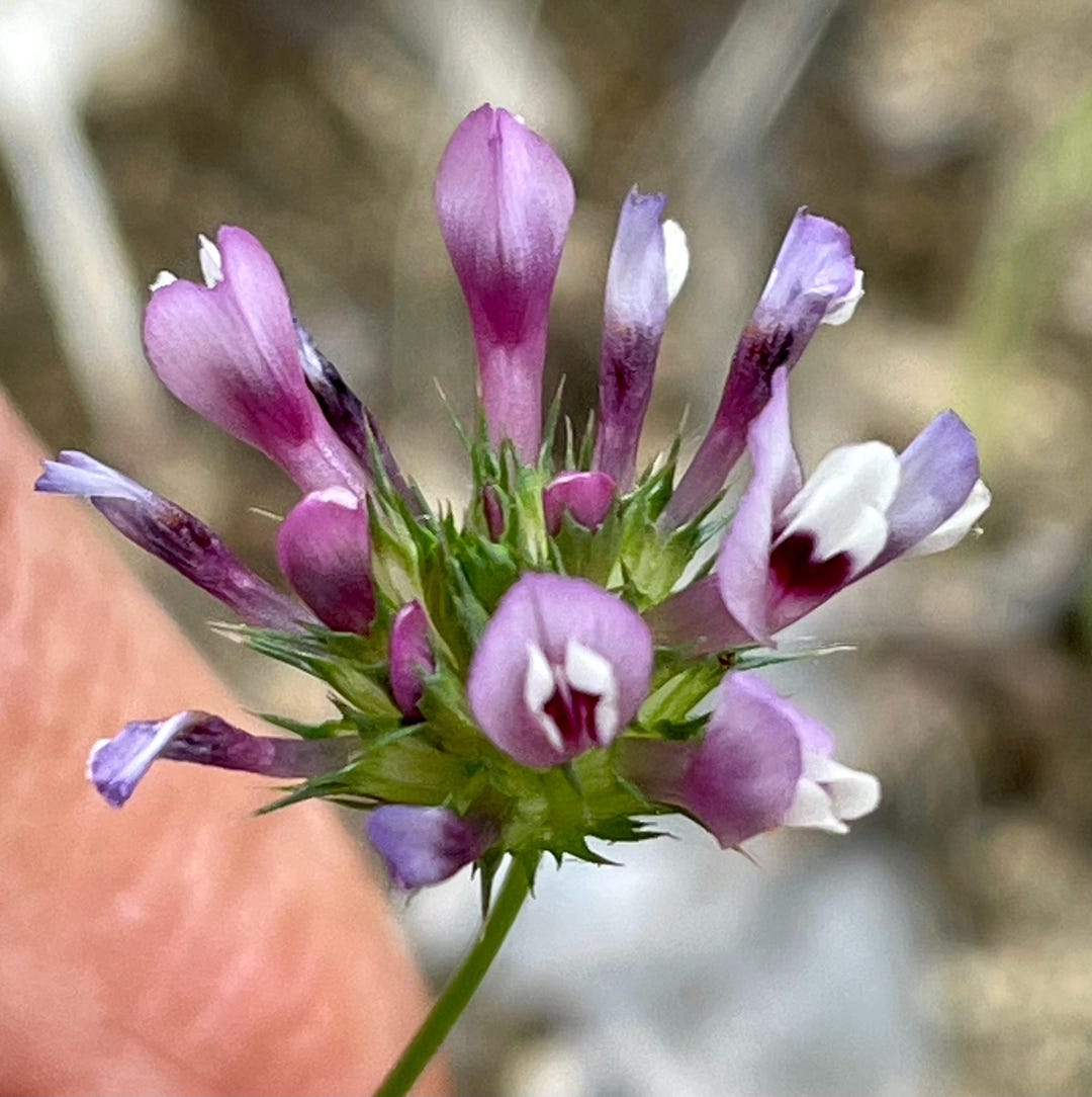 Tomcat Clover Seeds - Trifolium Willdenovii - Native West Coast ...