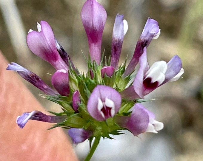 Tomcat Clover Seeds - Trifolium Willdenovii - Native West Coast ...