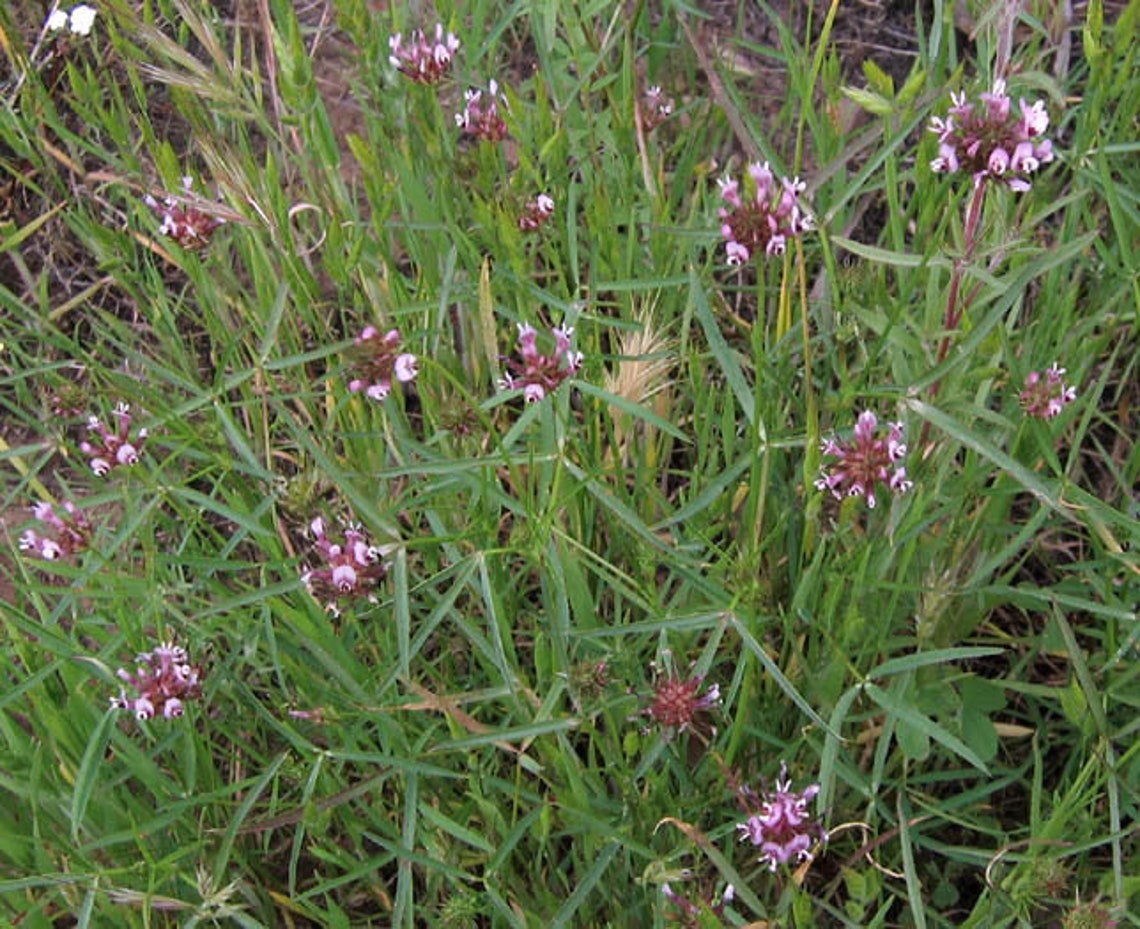 Tomcat Clover seeds Trifolium willdenovii native west | Etsy