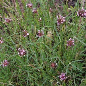 Tomcat Clover Seeds - Trifolium Willdenovii - Native West Coast ...