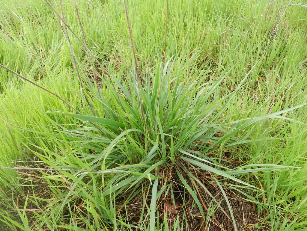 Blue Wildrye Aka Elymus Glaucus Native California Grass Seed - Etsy
