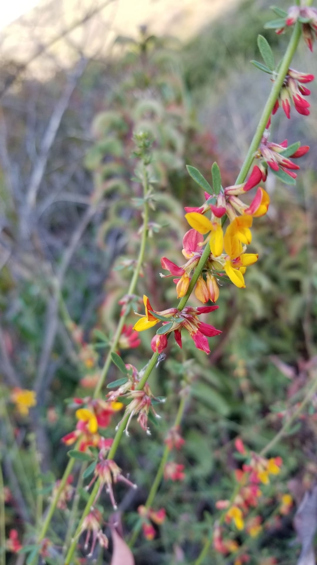 Deerweed Acmispon Glaber California Native Plant Seeds - Etsy